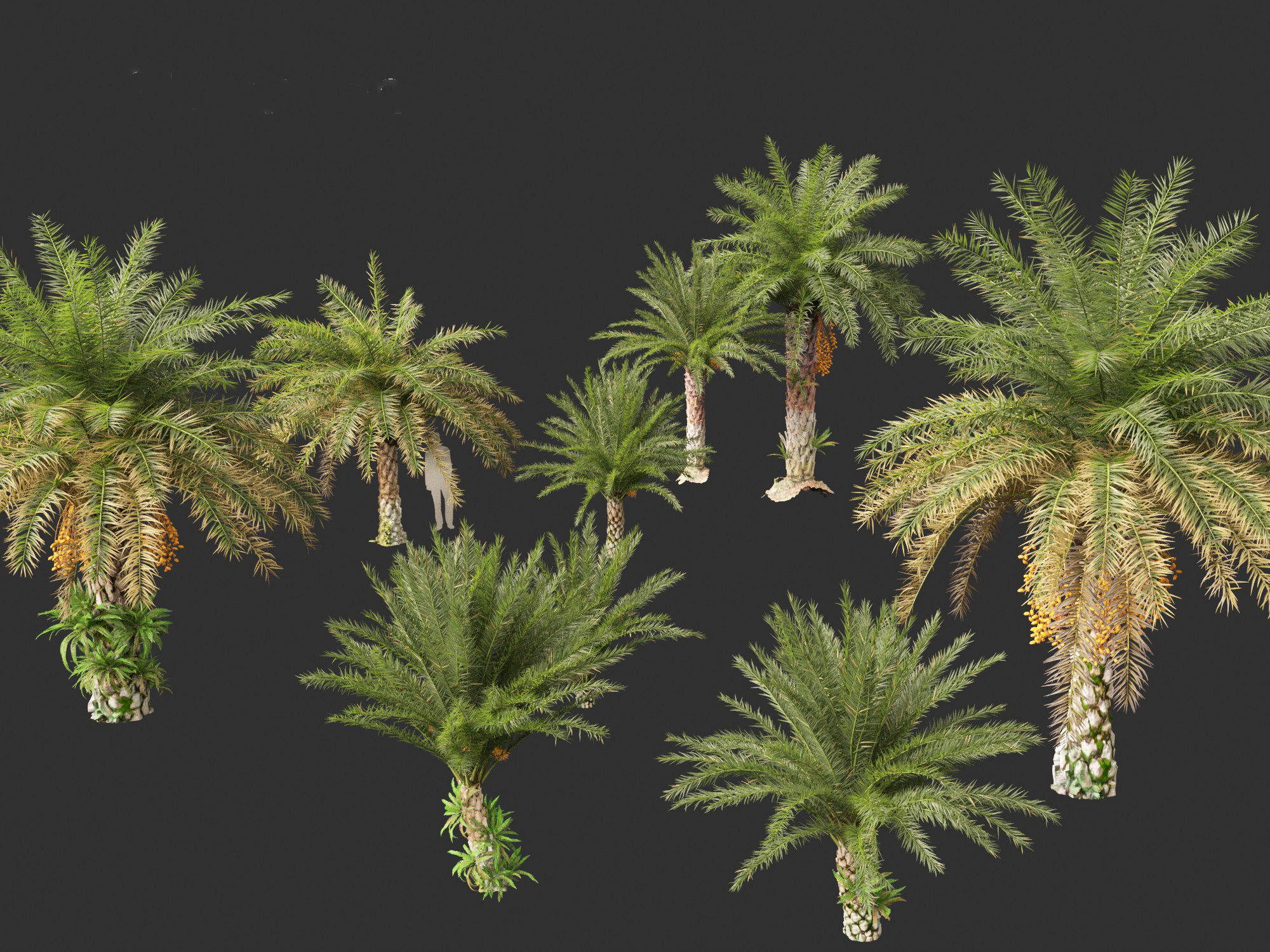 phoenix sylvestris - Wild Date Palm 3D model | CGTrader