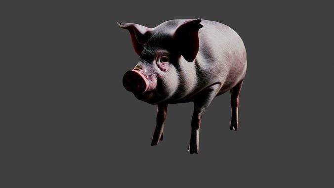 3D model Pig Animal VR / AR / low-poly | CGTrader