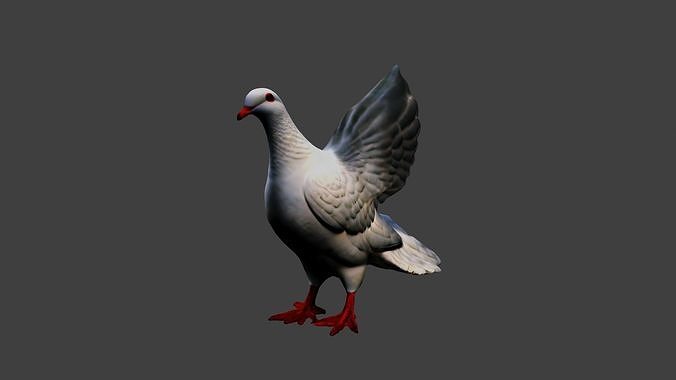 3D model Pigeon Animal VR / AR / low-poly | CGTrader
