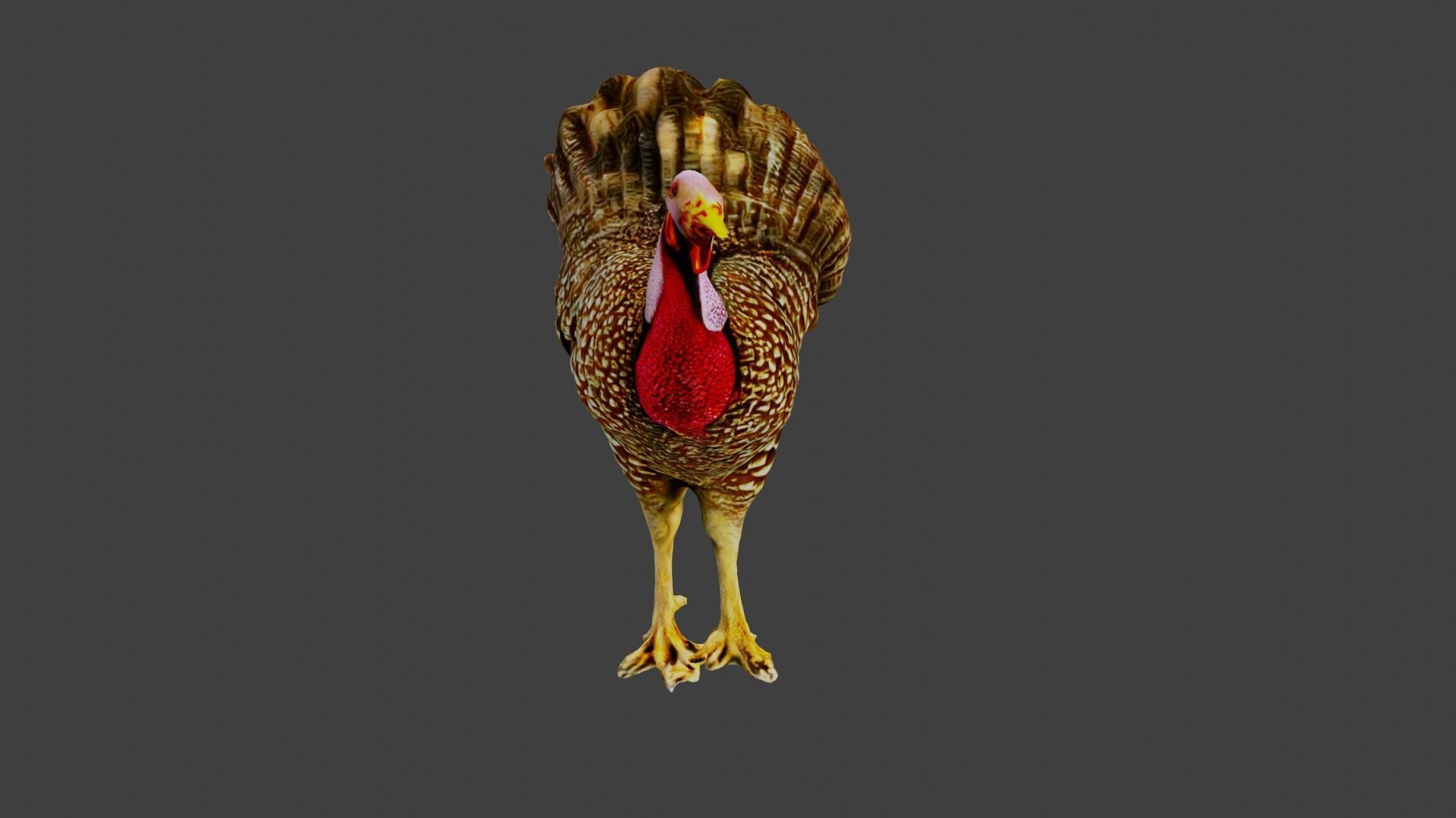 3D model Turkey Animal VR / AR / low-poly | CGTrader