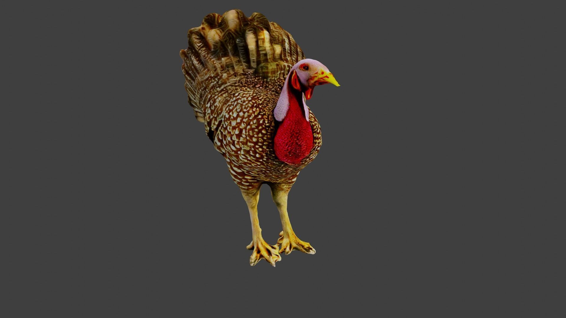 3D model Turkey Animal VR / AR / low-poly | CGTrader