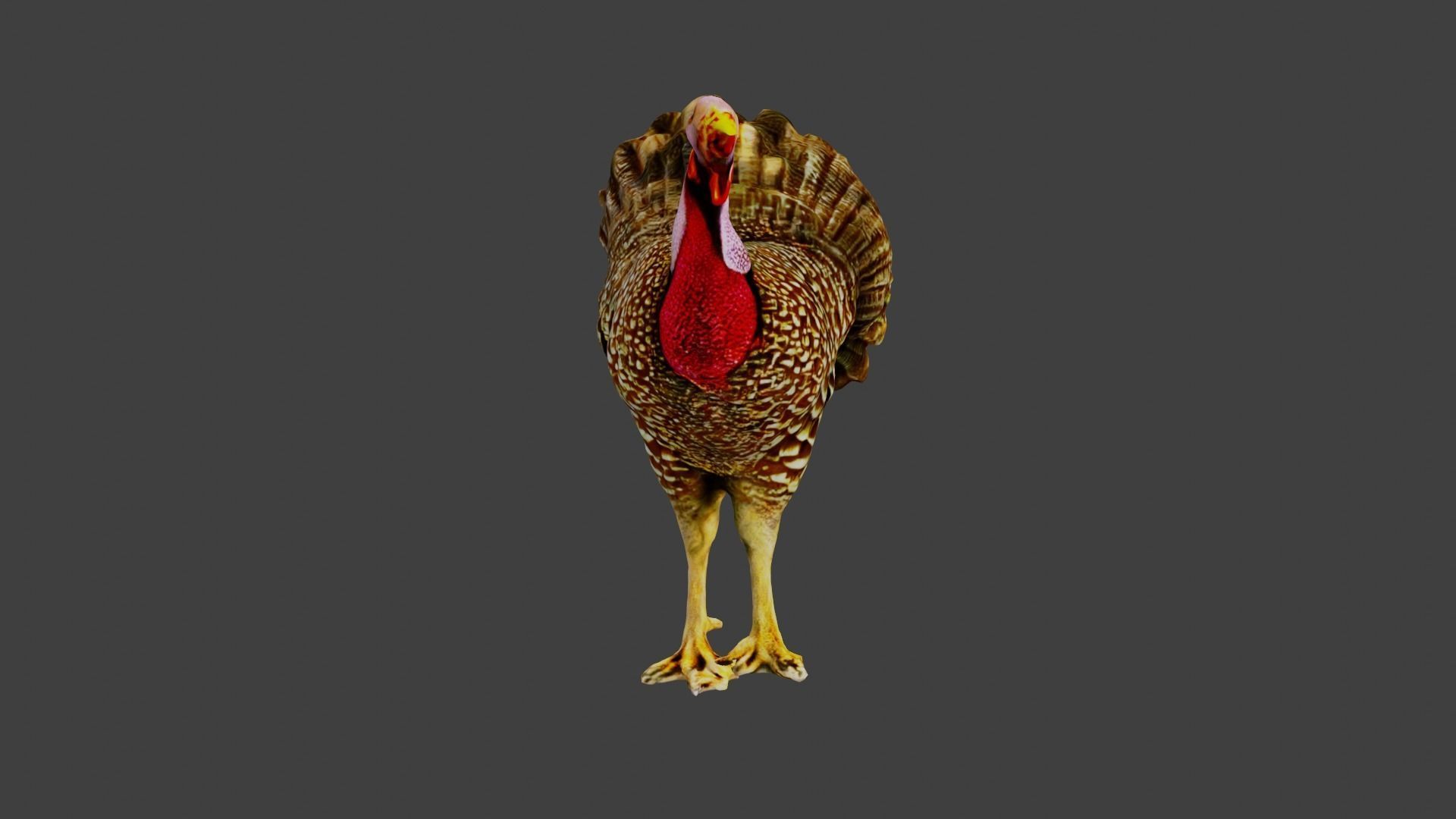 3D model Turkey Animal VR / AR / low-poly | CGTrader