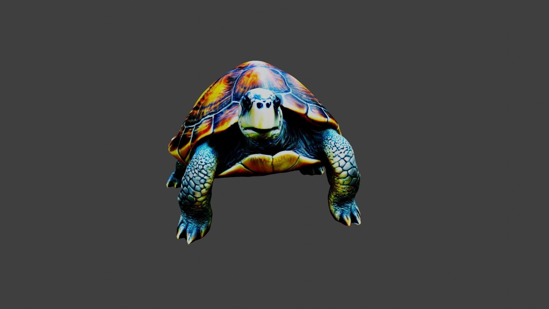 3D model Turtle - Tortoise Animal VR / AR / low-poly | CGTrader