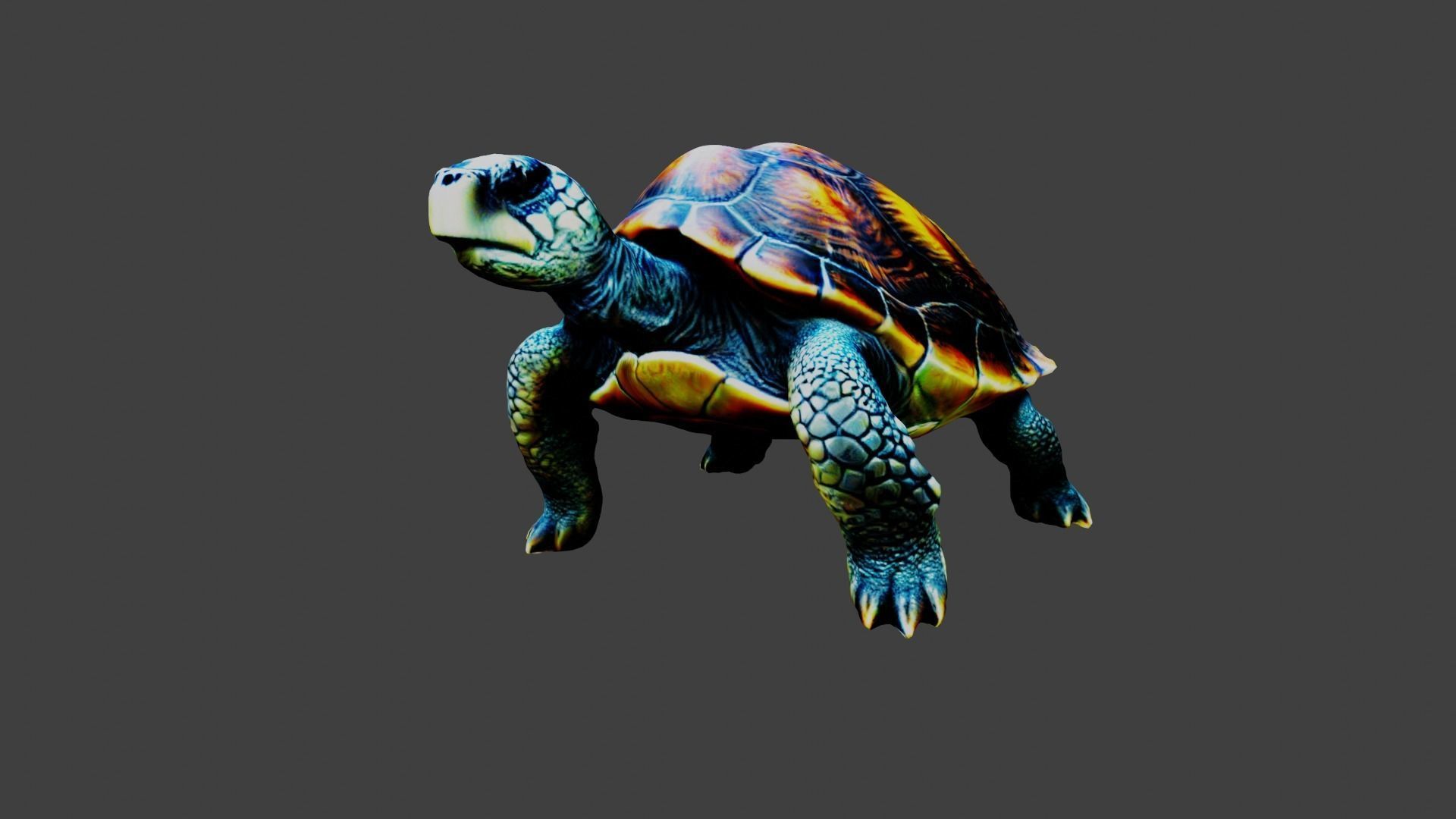 3D model Turtle - Tortoise Animal VR / AR / low-poly | CGTrader
