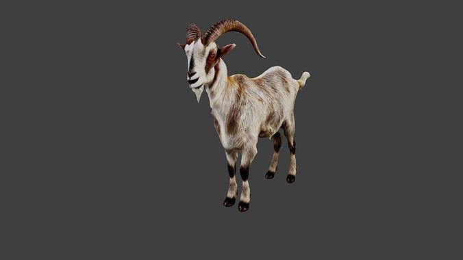 3D model Goat Animal VR / AR / low-poly | CGTrader