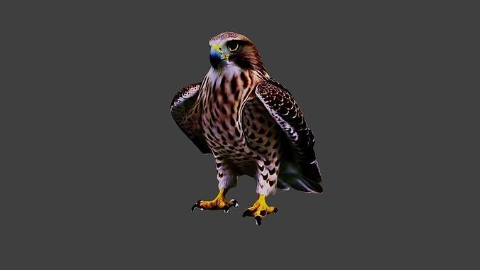 3D model Hawk Animal VR / AR / low-poly | CGTrader