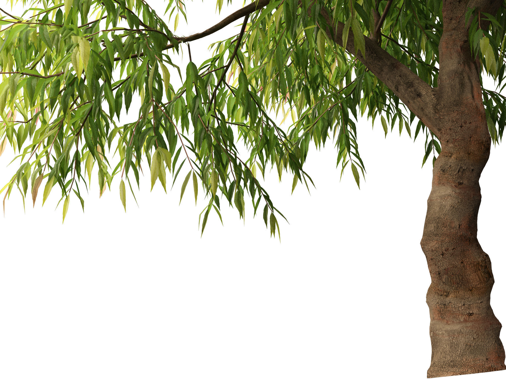 Waterhousea floribunda - Weeping Lilly Pilly 3D model | CGTrader