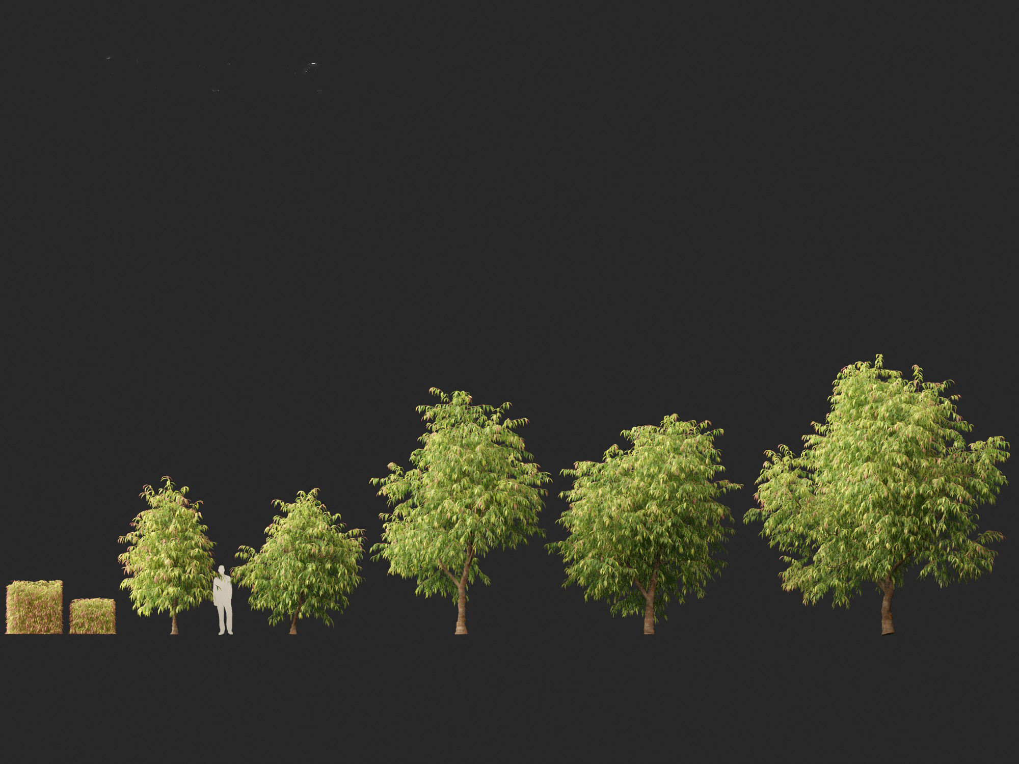 Waterhousea floribunda - Weeping Lilly Pilly 3D model | CGTrader