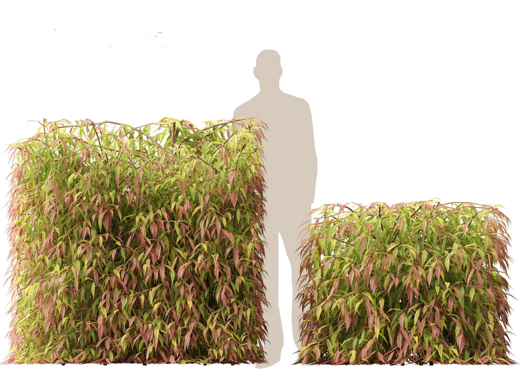 Waterhousea floribunda - Weeping Lilly Pilly 3D model | CGTrader