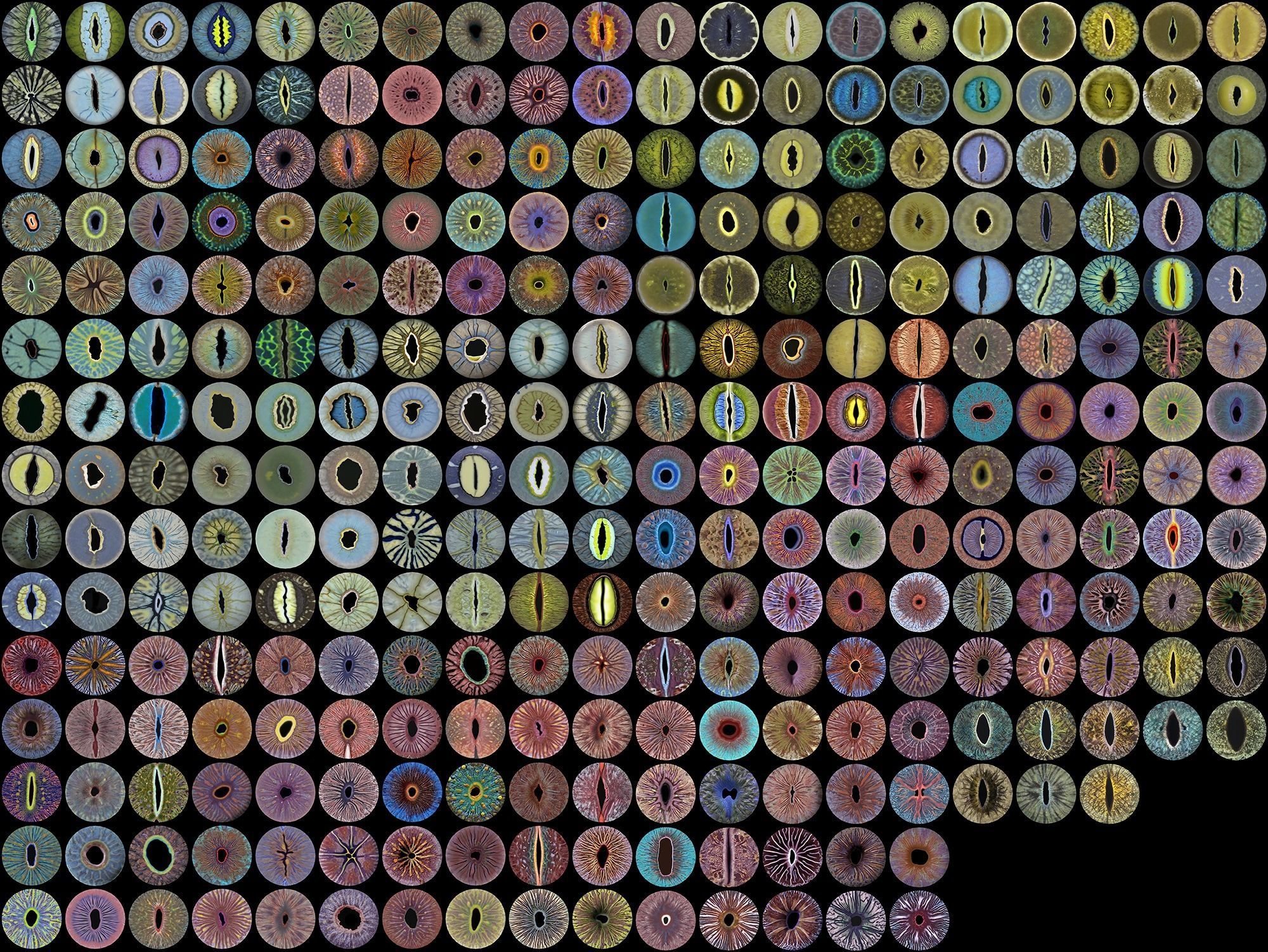 Eye Iris Color Reference - Creature 01 Texture | CGTrader