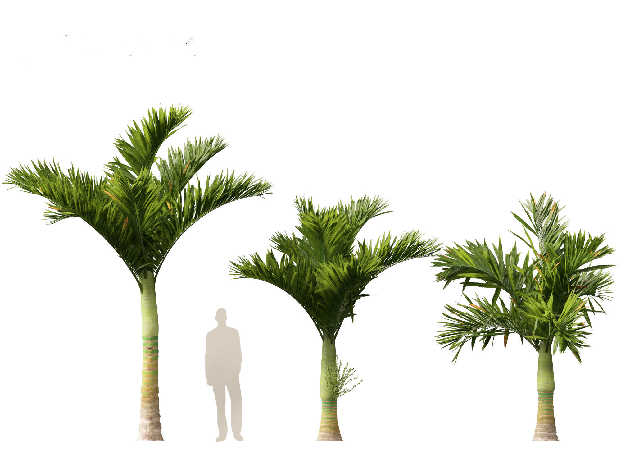 Areca catechu - Betel-nut Palm 3D model | CGTrader