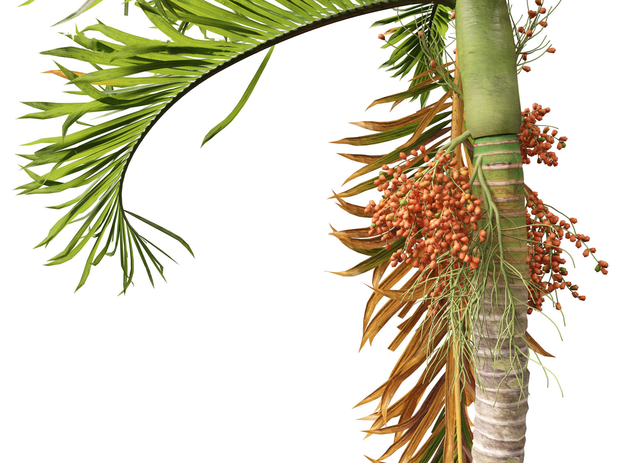 Areca catechu - Betel-nut Palm 3D model | CGTrader