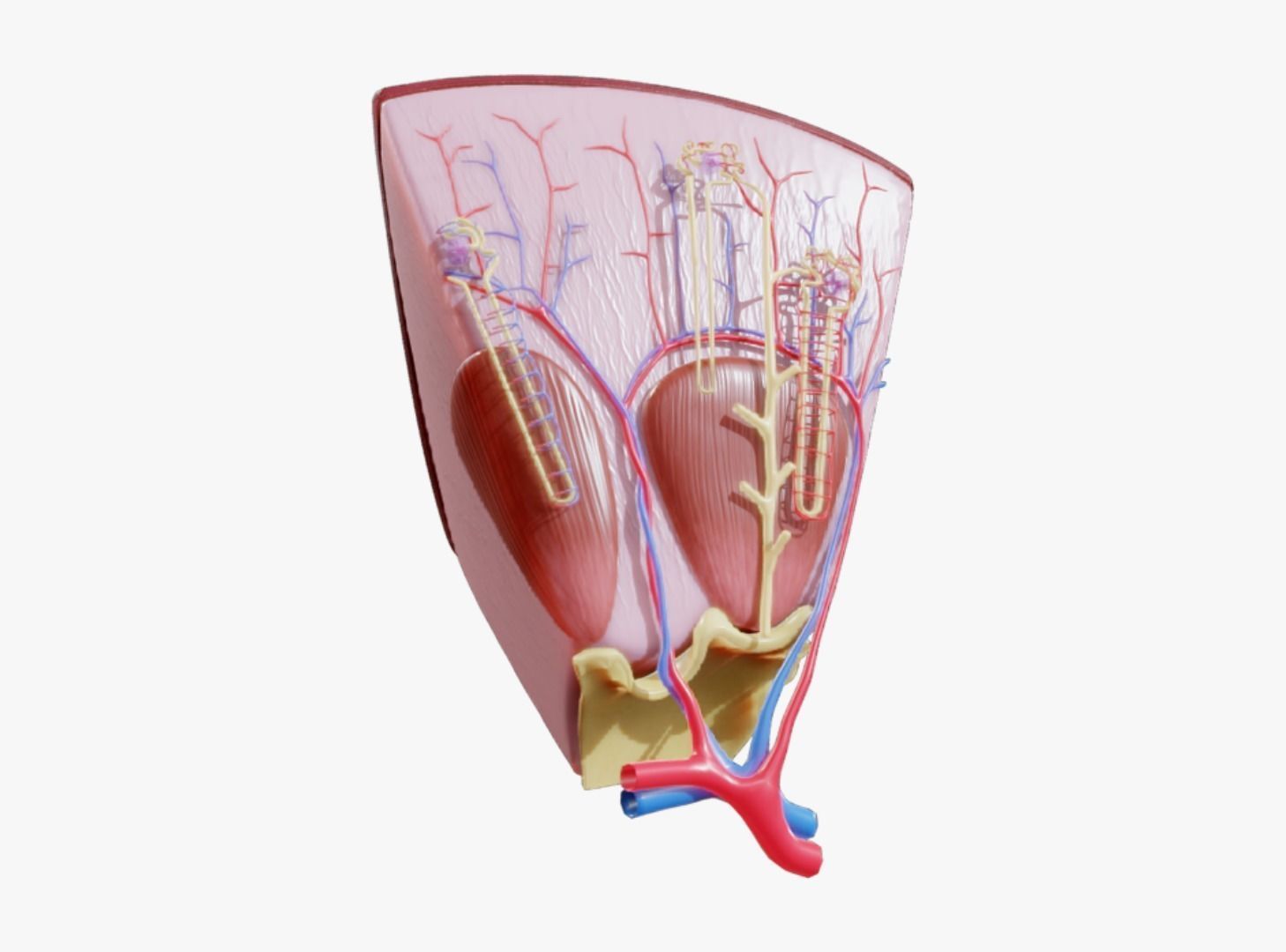 Kidney Nephron Structure Anatomy 3D model | CGTrader
