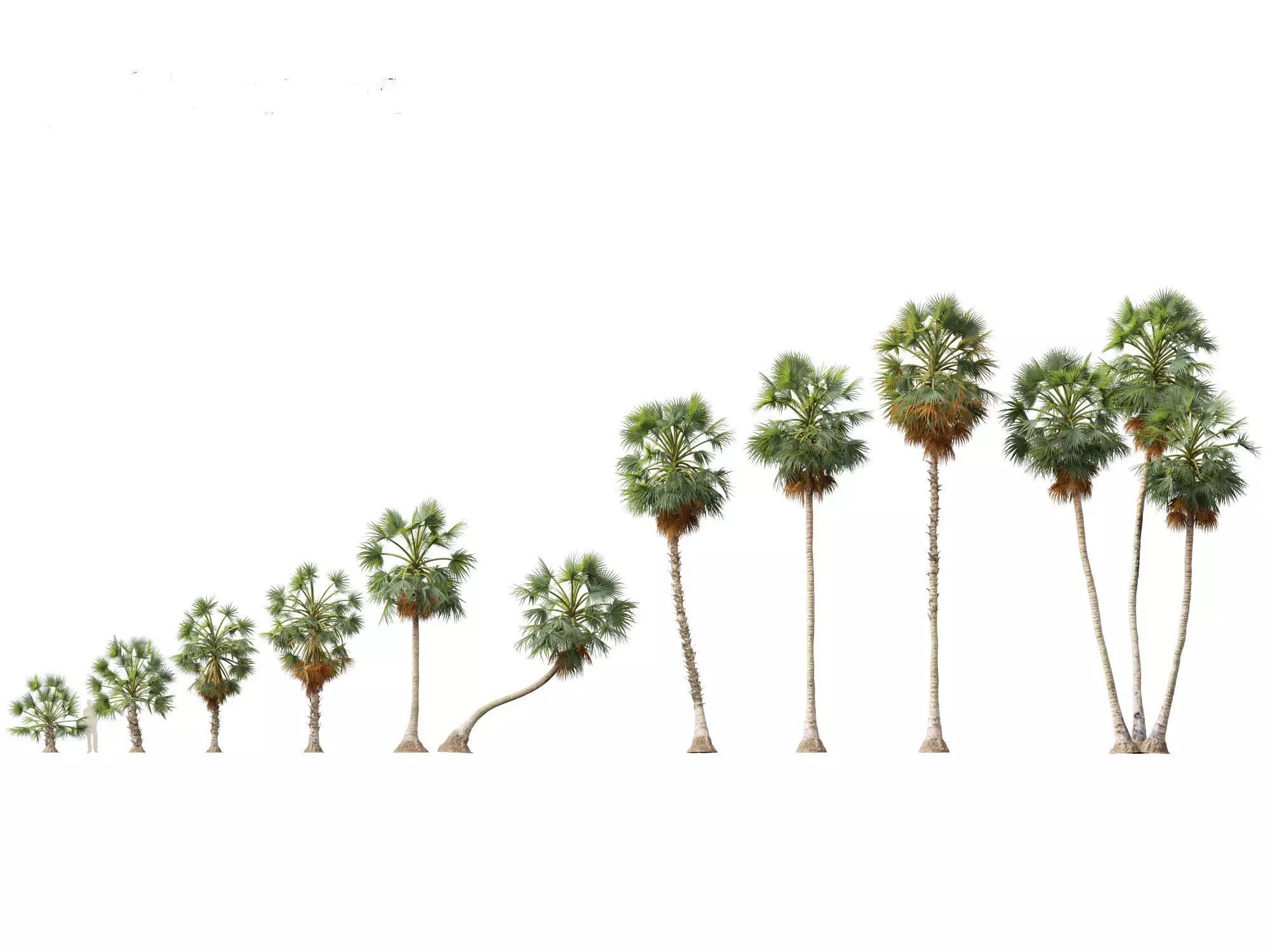 Borassus flabellifer - palmyra palm 3D model | CGTrader