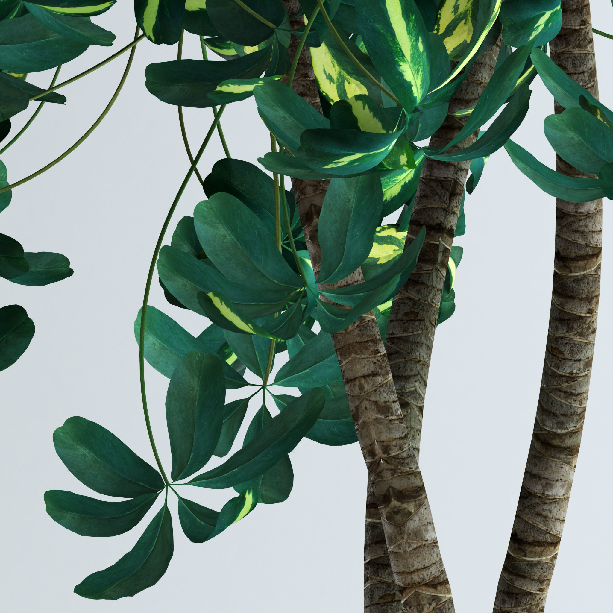 Schefflera Big 3D model | CGTrader