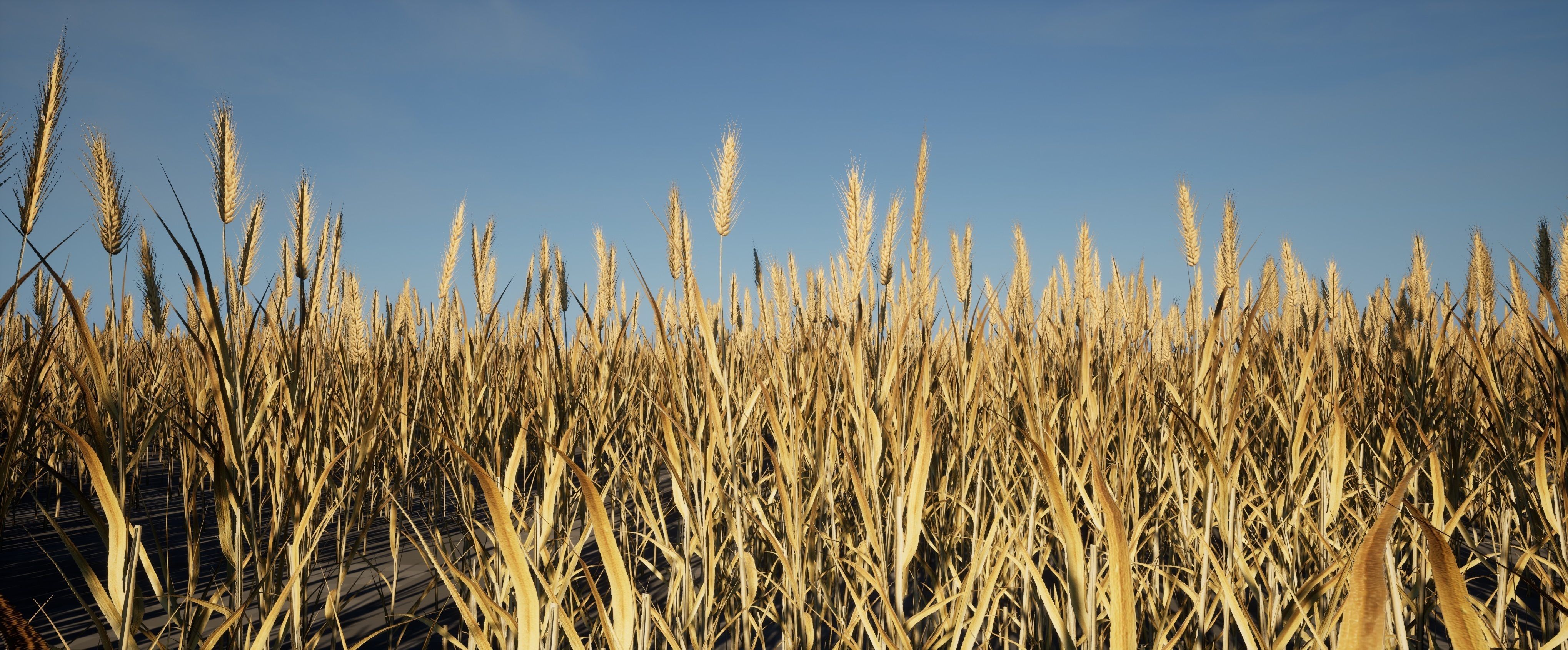 3D model Realistic Optimized Wheat Pack VR / AR / low-poly | CGTrader