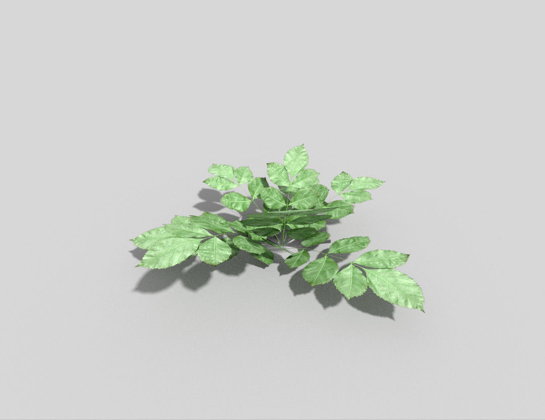 3D model Low poly Plant ivy VR / AR / low-poly | CGTrader