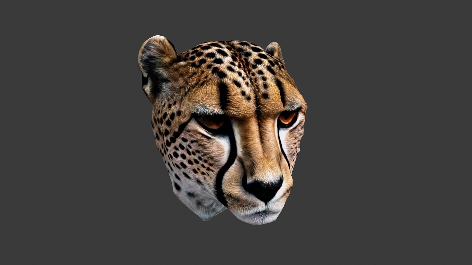3D model Cheetah Animal Head VR / AR / low-poly | CGTrader