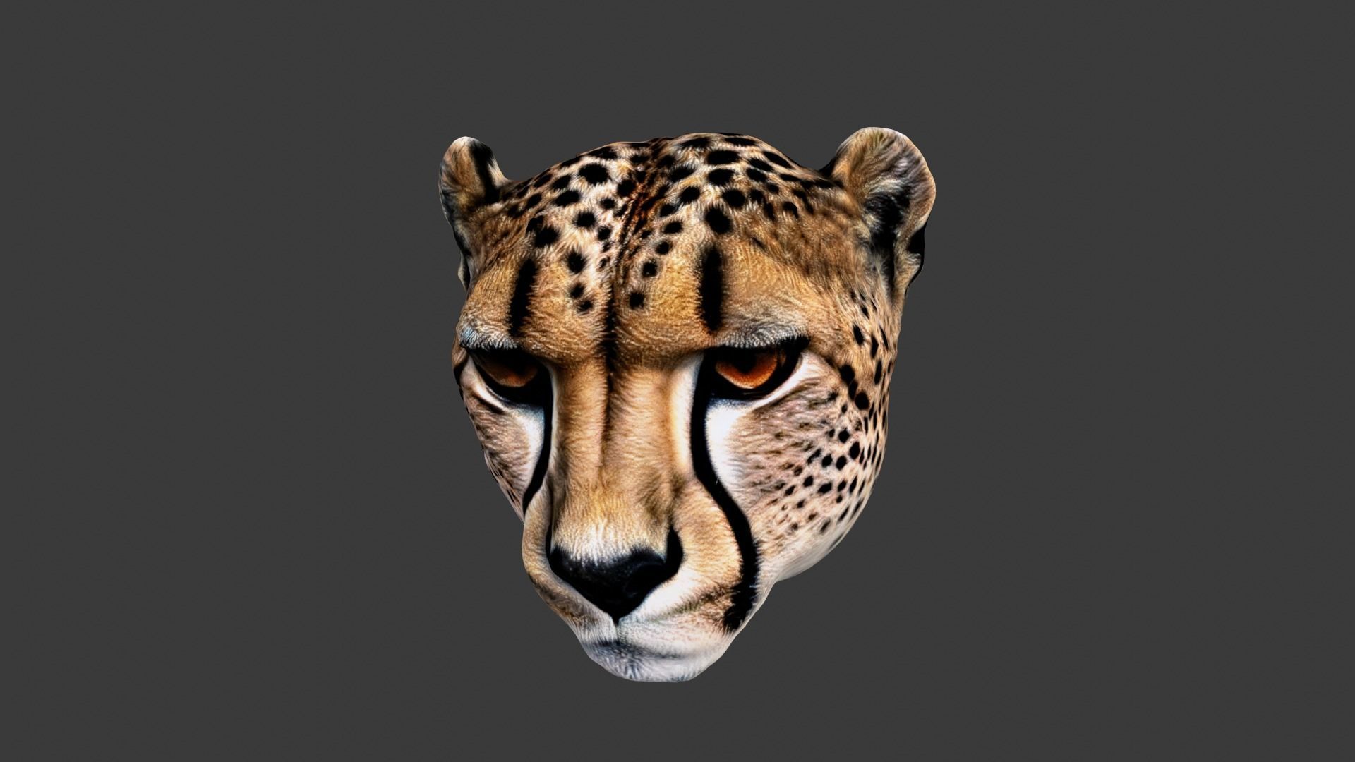 3D model Cheetah Animal Head VR / AR / low-poly | CGTrader
