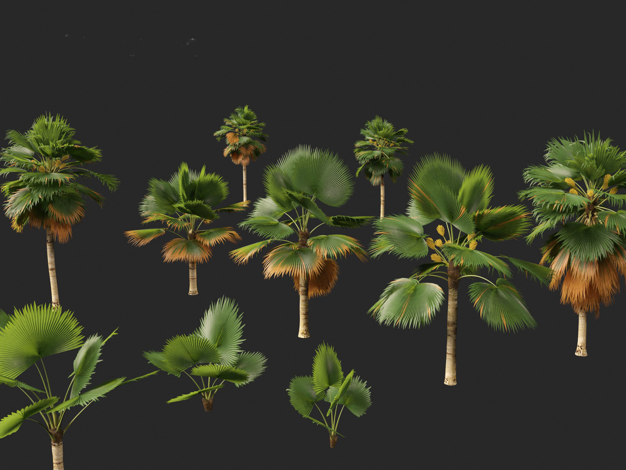 Pritchardia pacifica - Fiji Fan Palm 3D model | CGTrader