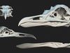 Larus marinus - Atlantic Seagull skull 3D model 3D printable | CGTrader