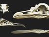 Larus marinus - Atlantic Seagull skull 3D model 3D printable | CGTrader