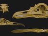 Larus marinus - Atlantic Seagull skull 3D model 3D printable | CGTrader