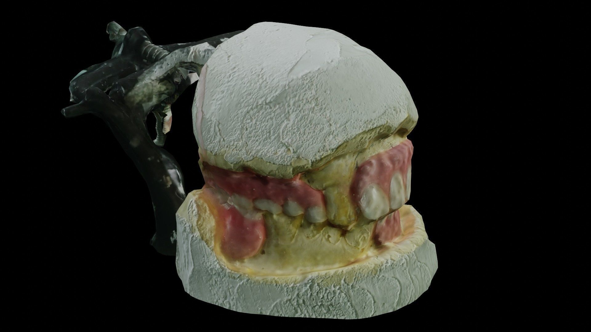 3D model Teeth denture scan VR / AR / low-poly | CGTrader