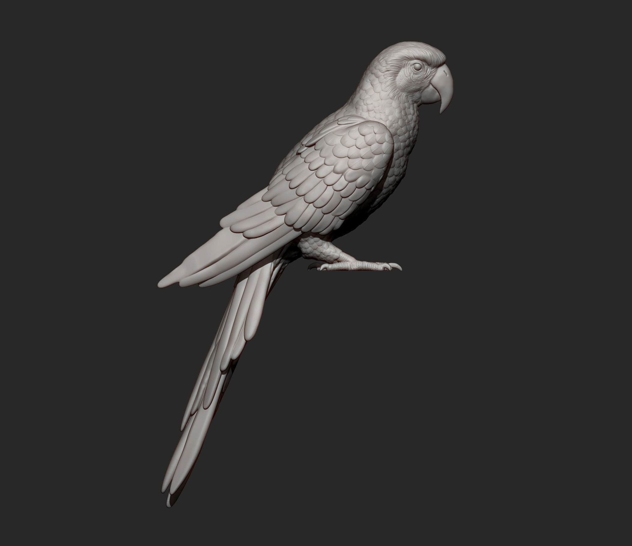 Ara parrot 3D model 3D printable | CGTrader