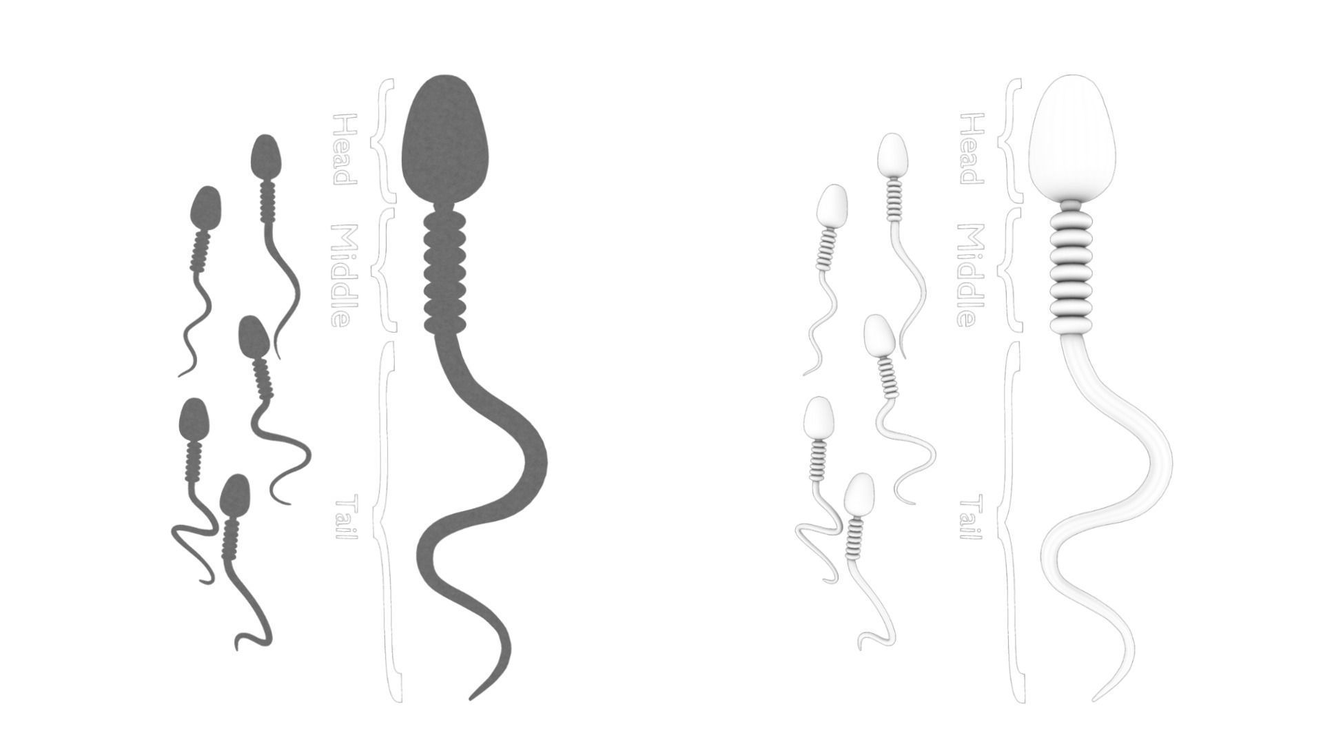 3D model Sperm Cell Anatomy VR / AR / low-poly | CGTrader