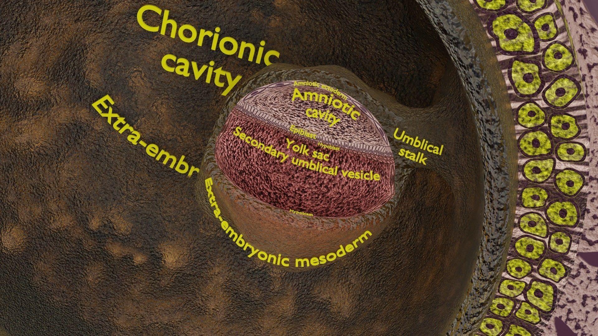 3D model Human embryo 14 days labelled detailed VR / AR / low-poly ...