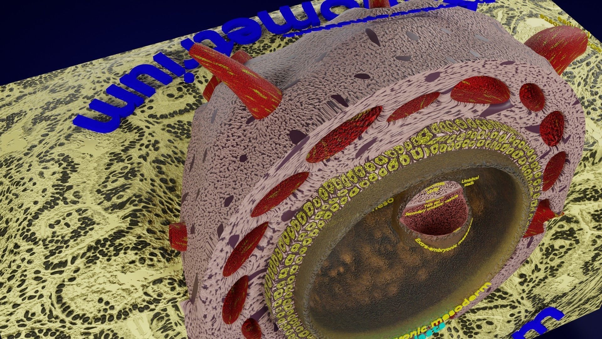 3D model Human embryo 14 days labelled detailed VR / AR / low-poly ...