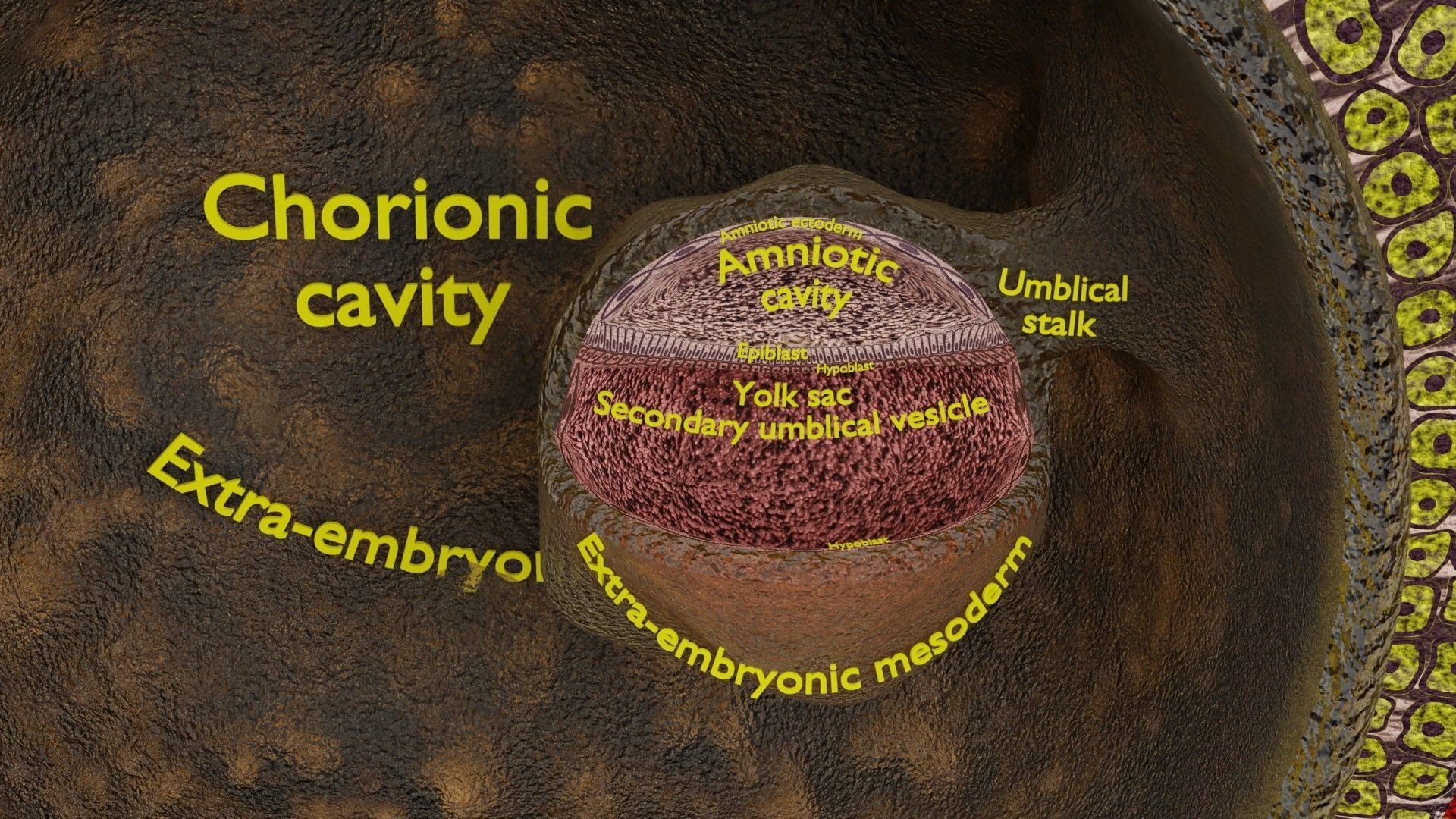 3D model Human embryo 14 days labelled detailed VR / AR / low-poly ...
