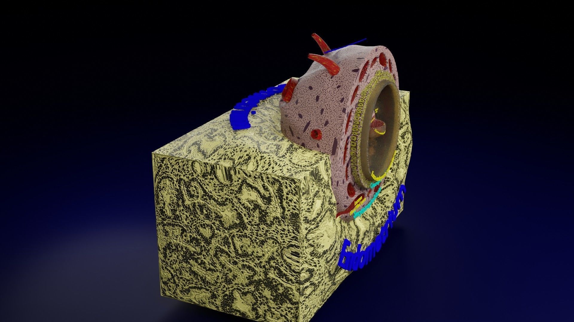 3D model Human embryo 14 days labelled detailed VR / AR / low-poly ...