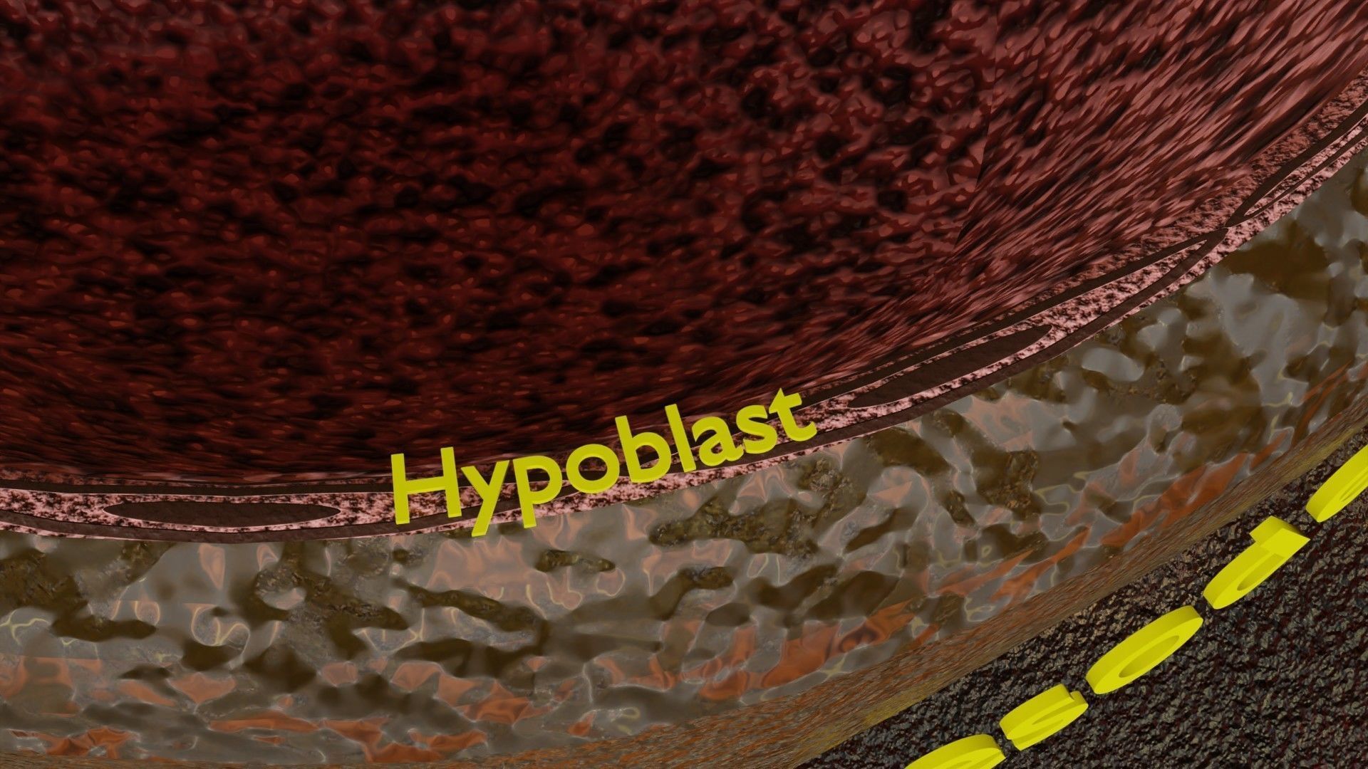 3D model Human embryo 14 days labelled detailed VR / AR / low-poly ...