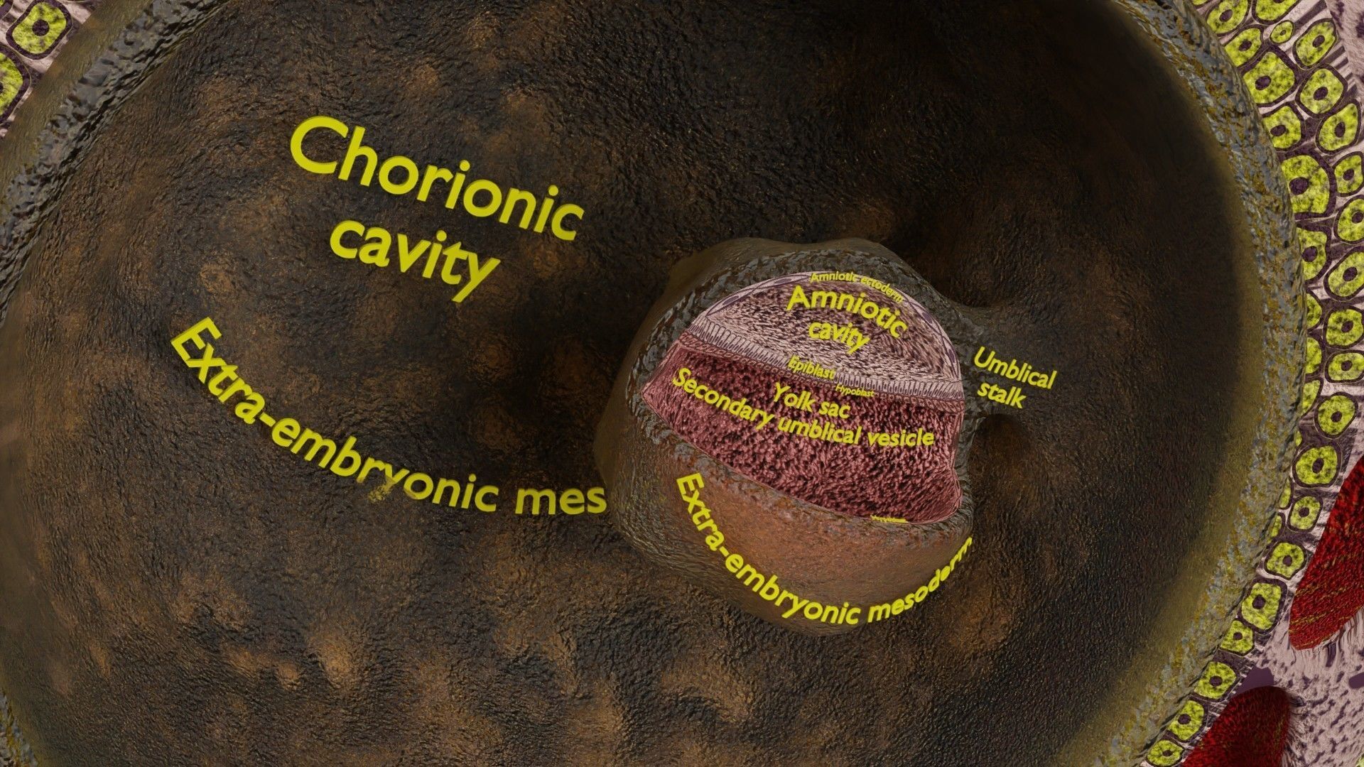3D model Human embryo 14 days labelled detailed VR / AR / low-poly ...