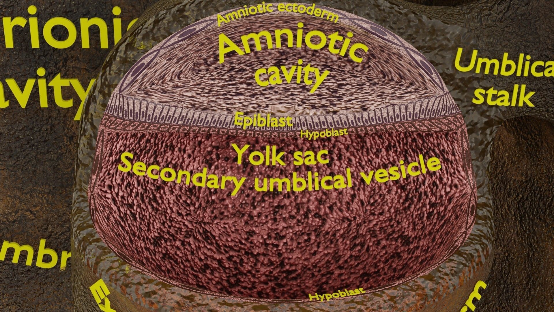 3D model Human embryo 14 days labelled detailed VR / AR / low-poly ...