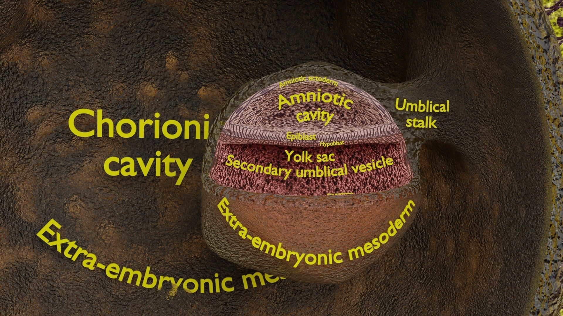 3D model Human embryo 14 days labelled detailed VR / AR / low-poly ...