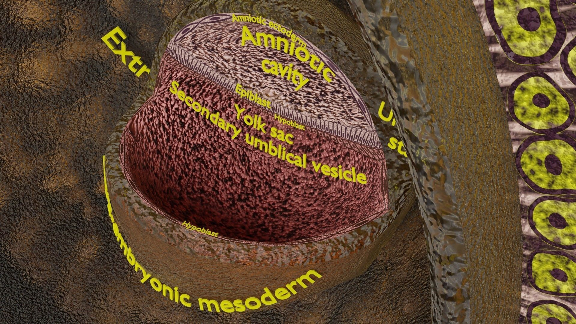 3D model Human embryo 14 days labelled detailed VR / AR / low-poly ...