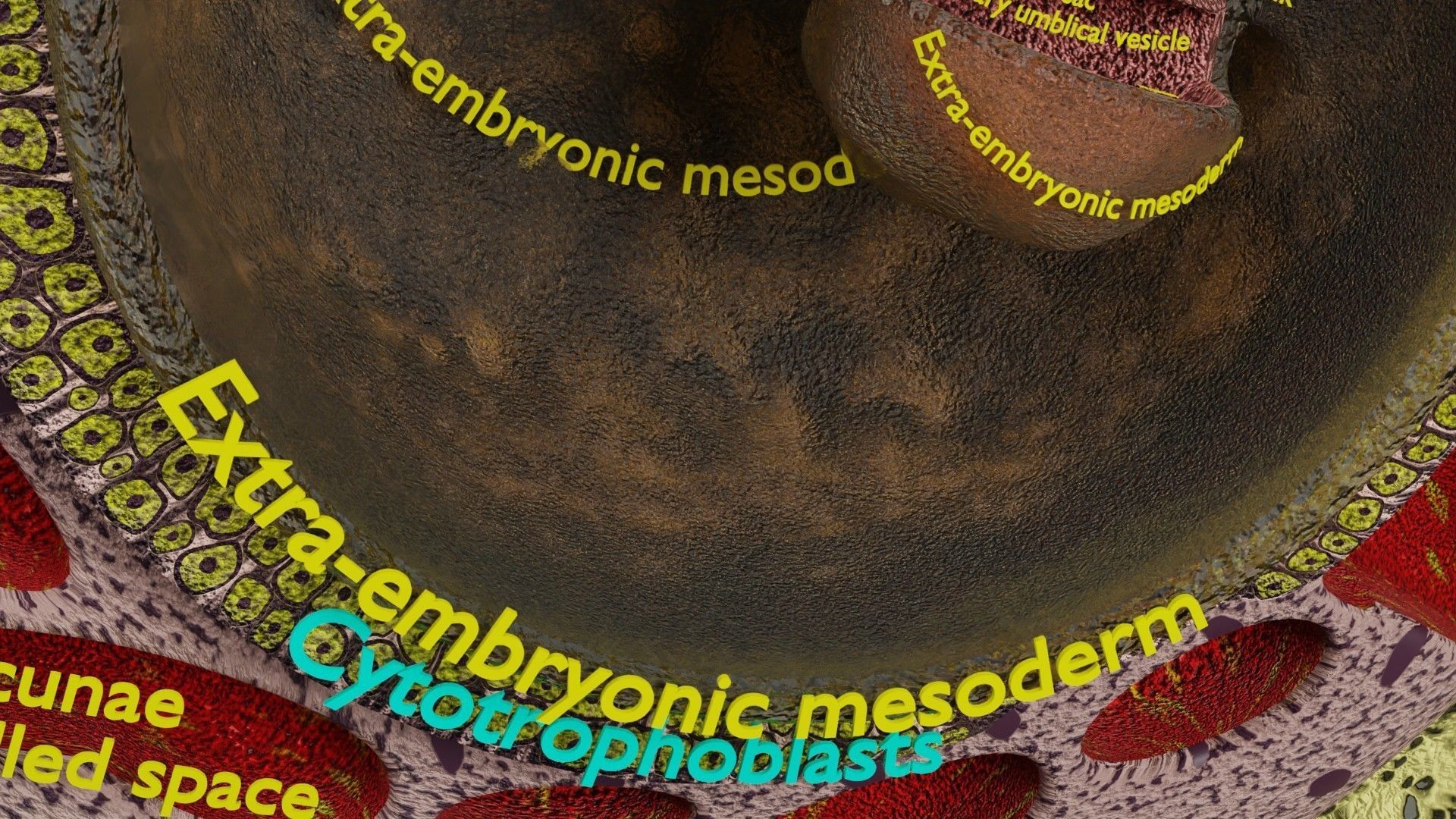 3D model Human embryo 14 days labelled detailed VR / AR / low-poly ...