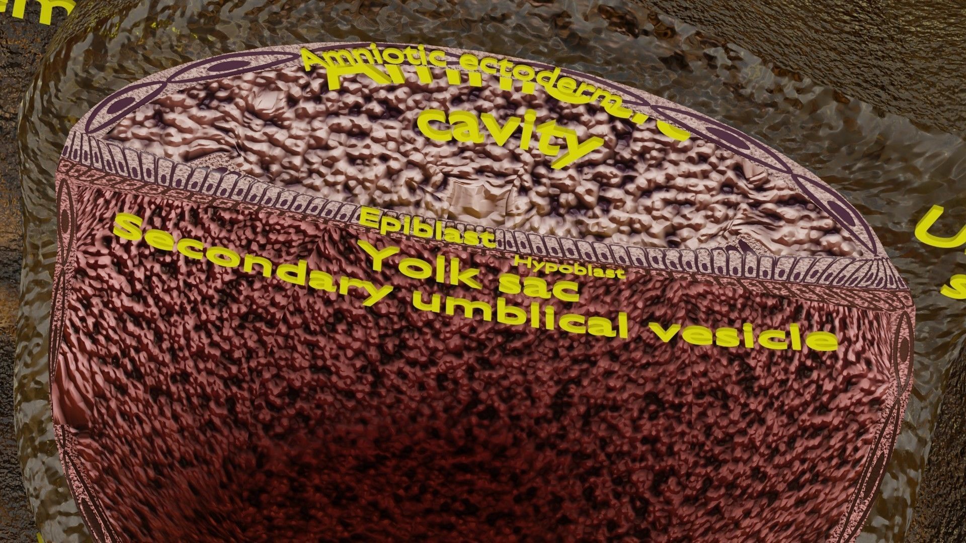 3D model Human embryo 14 days labelled detailed VR / AR / low-poly ...