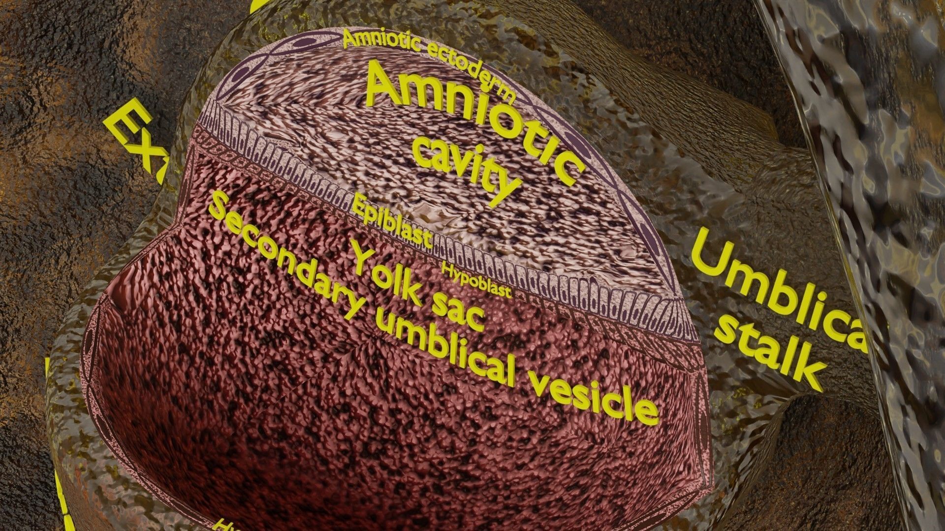 3D model Human embryo 14 days labelled detailed VR / AR / low-poly ...
