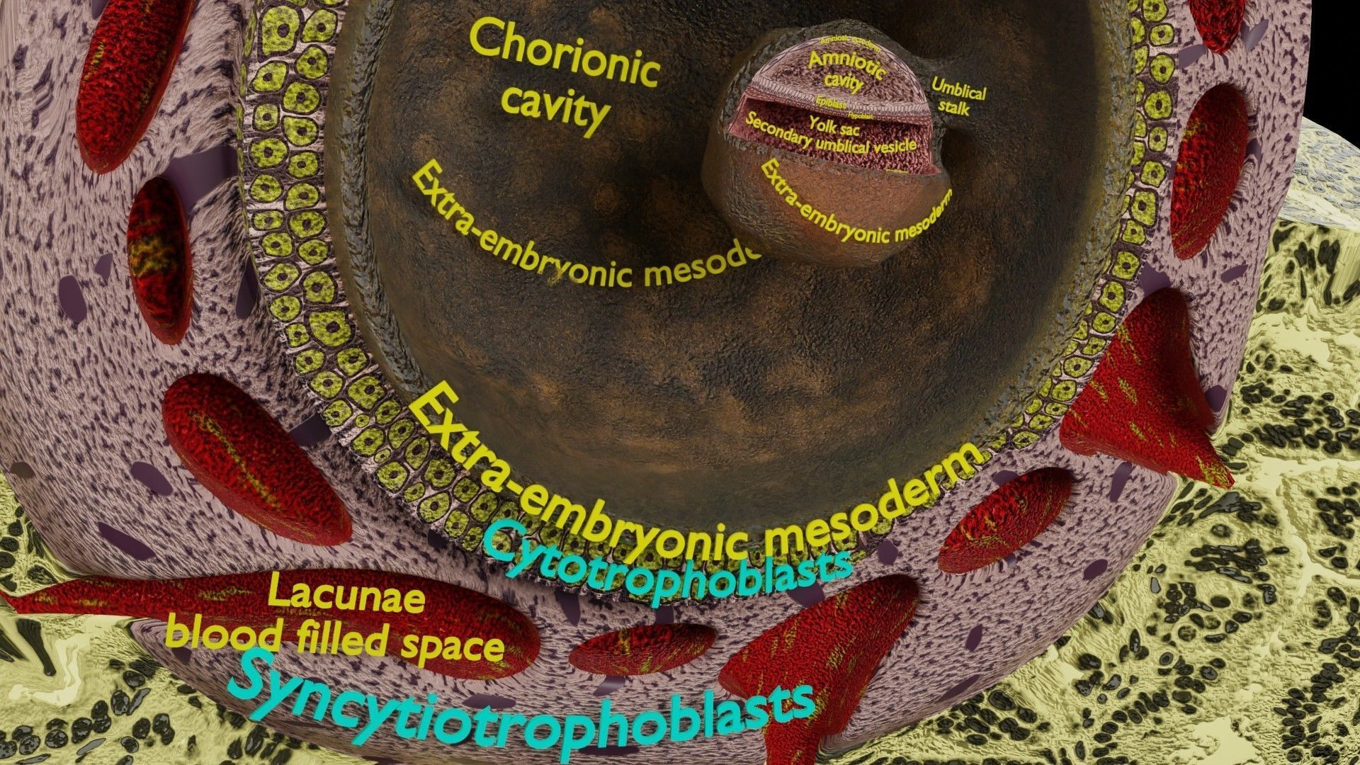 3D model Human embryo 14 days labelled detailed VR / AR / low-poly ...