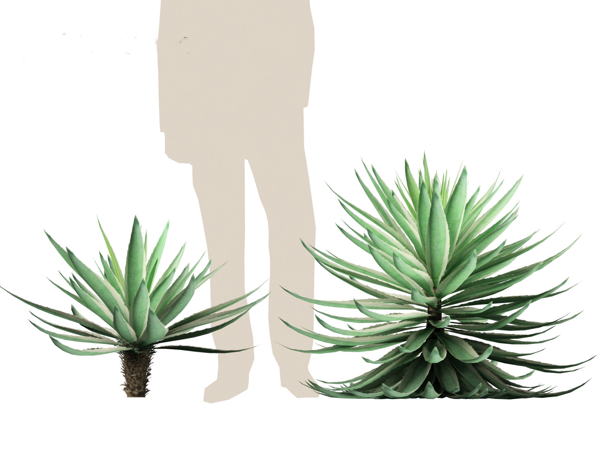 Agave angustifolia - Variegated Caribbean Agave 3D model | CGTrader