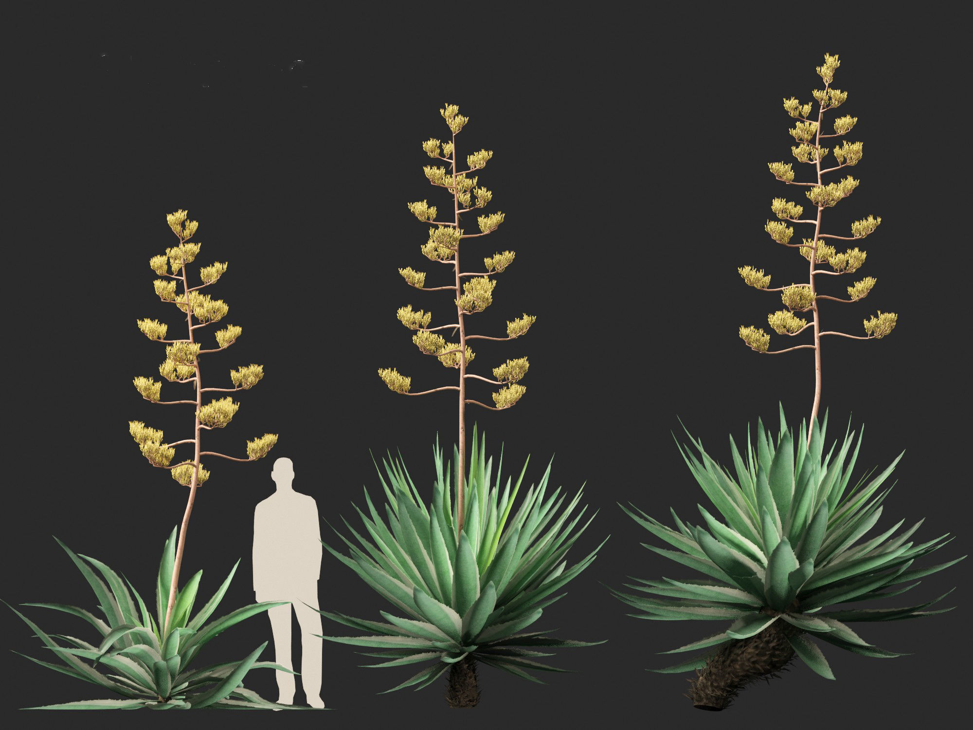 Agave angustifolia - Variegated Caribbean Agave 3D model | CGTrader