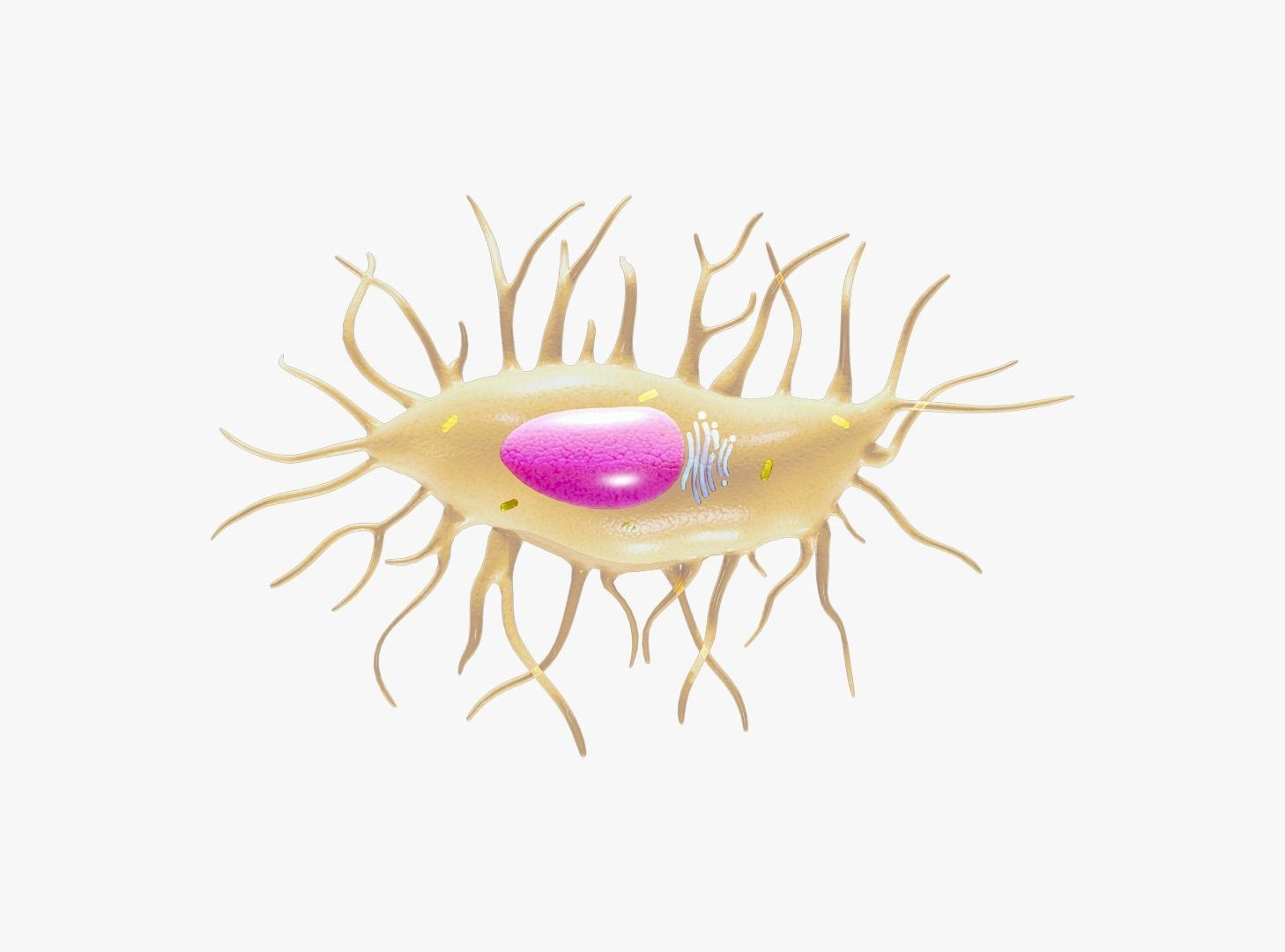 Osteocyte Bone Cell 3D model | CGTrader