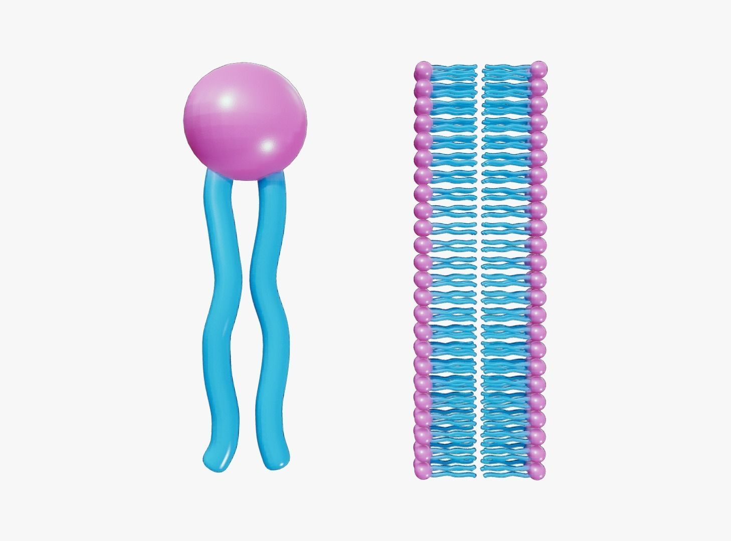 Phospholipid Structure 3D model | CGTrader