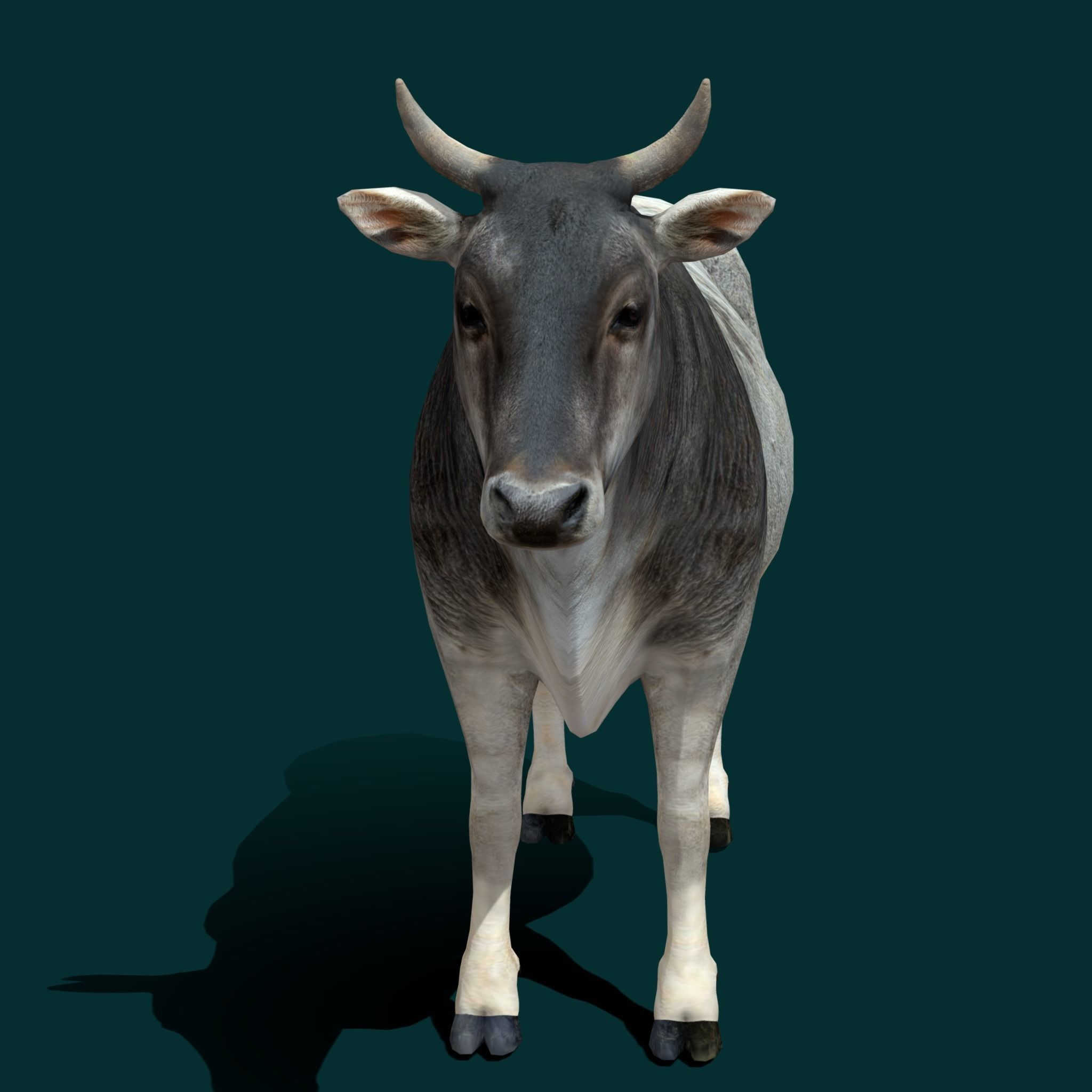 3D model Asian Zebu Cattle Animal VR / AR / low-poly rigged animated ...