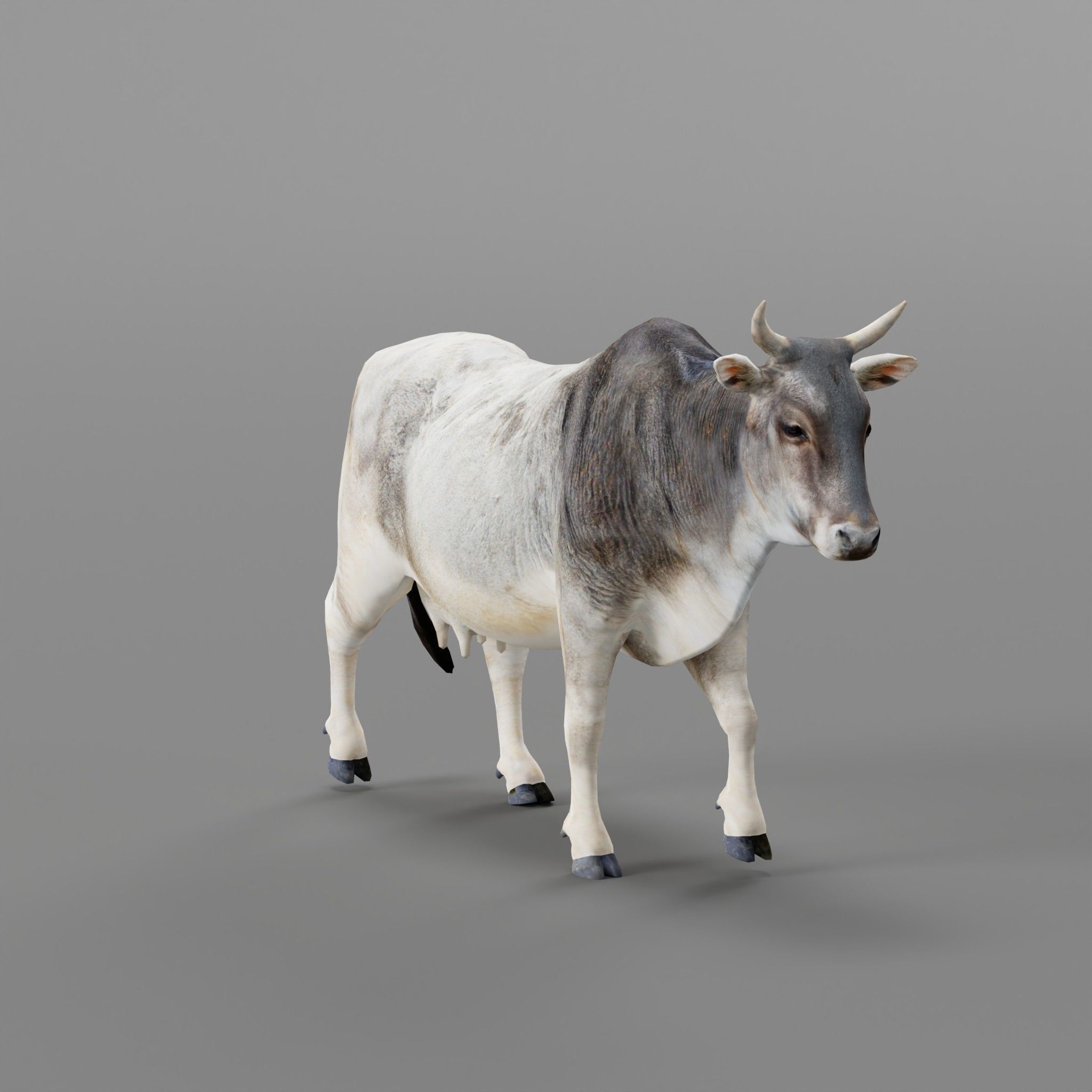 3D model Asian Zebu Cattle Animal VR / AR / low-poly rigged animated ...