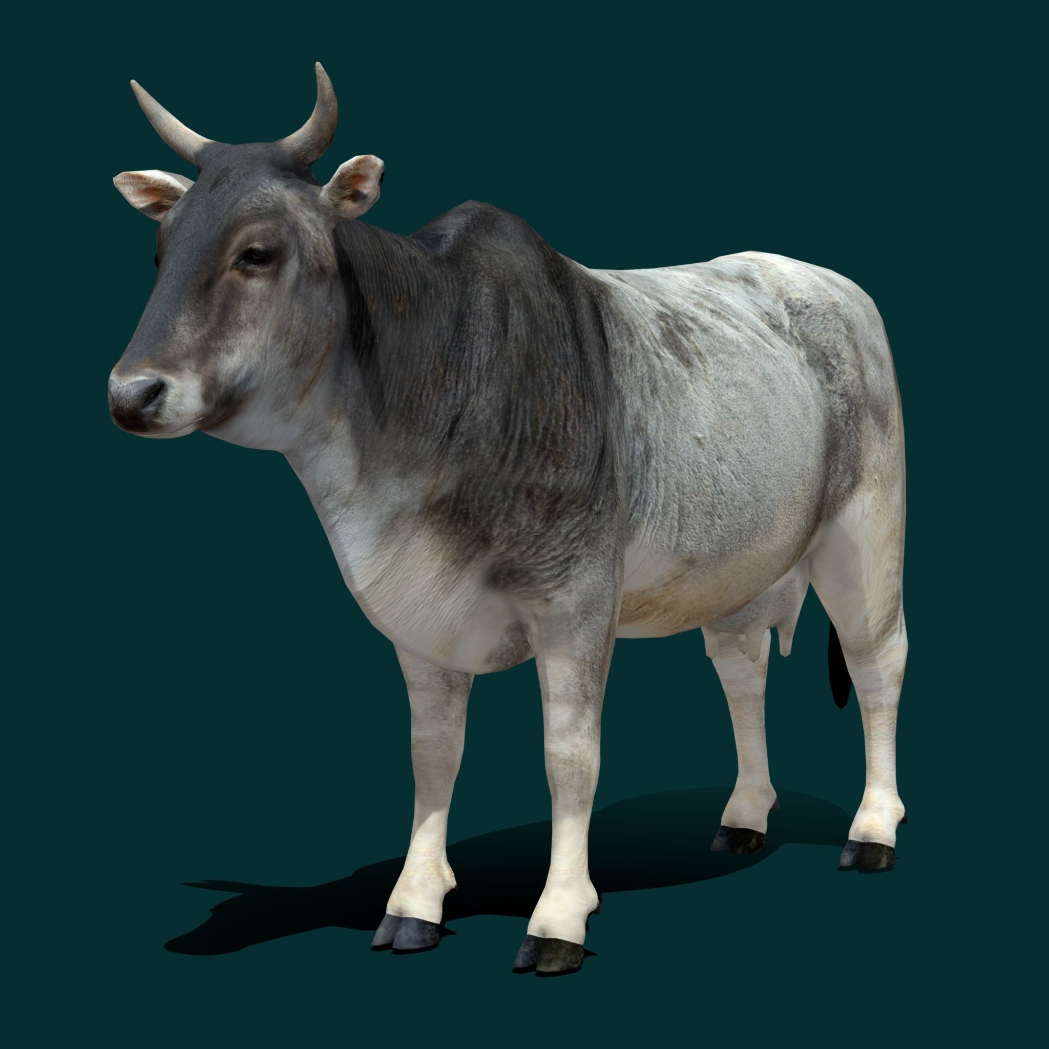 3D model Asian Zebu Cattle Animal VR / AR / low-poly rigged animated ...